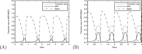 Figure A 11 From Modeling Circadian Clock Cell Cycle Interaction Effects On Cell Population