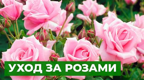 ПЫШНЫЕ РОЗЫ ДЛЯ ВАШЕГО САДА | Посадка розы в грунт - YouTube