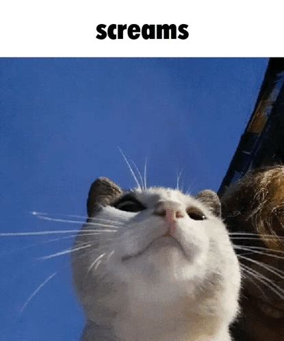 Cat Scream Screams  Cat Scream Scream Screams Discover And Share S