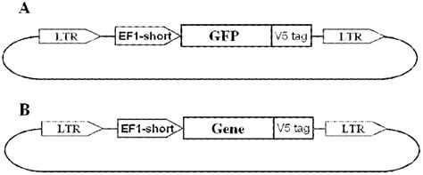 Method For Transdifferentiation Of Fibroblasts Into Hepatic Stem Cells Eureka Patsnap
