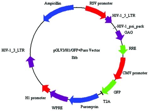 Pglv Hl Gfp Puro Plasmid Map Gfp Green Fluorescent Protein Download Scientific Diagram