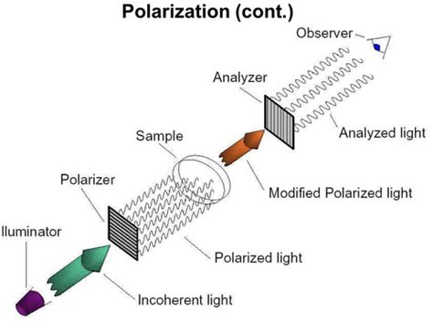 Week 3 Clin Lab Lec Flashcards Quizlet