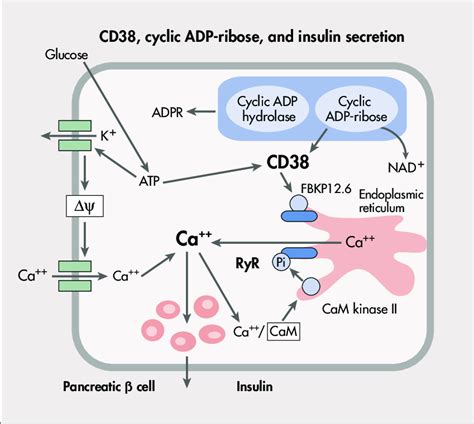 Antibodies To The Trasmembrane Bifunctional Enzyme Cd38 Adenosine