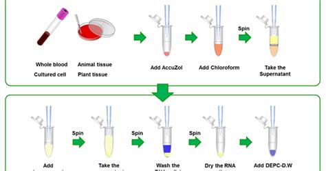 RNA Isolation From Cells RNA Quantification