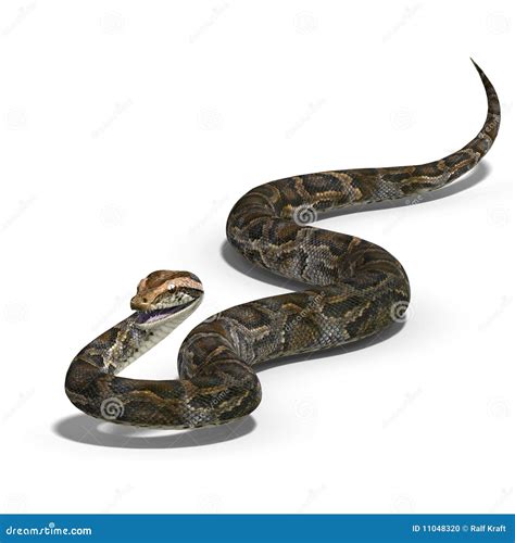 Royal Python Stock Illustration Illustration Of Python 11048320