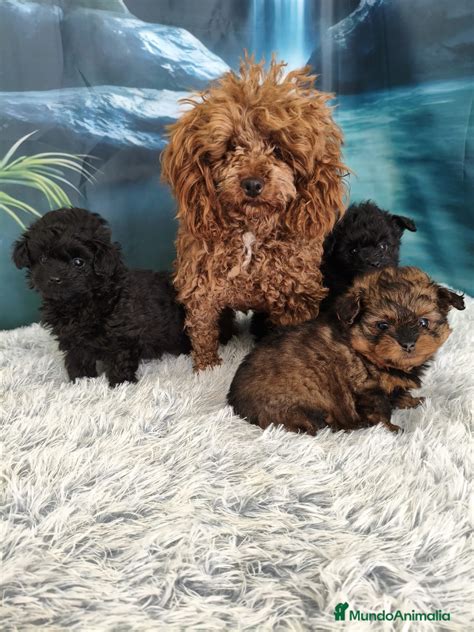 Pomapoo Toy En Venta En Barcelona Mundoanimalia