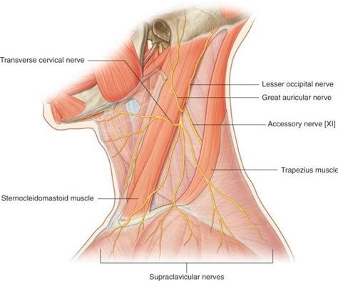 Lesser Occipital Nerve Block Clinical Tree
