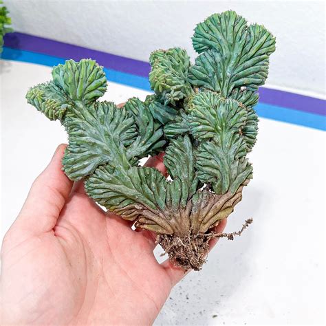 Myrtillocactus Geometrizans Crested Var Fred Crested Blue Myrtle Cactus