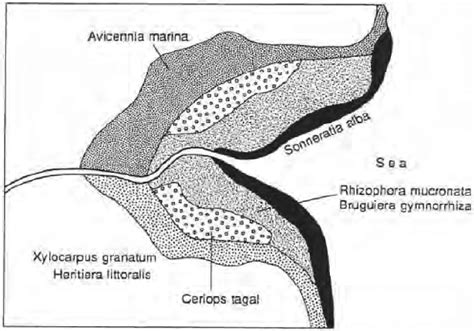 Sample Of A Mangrove Zonation Pattern Observed In Mangrove Forests The