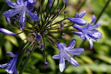 Agapanthe Planter Cultiver Et Entretenir Promesse De Fleurs