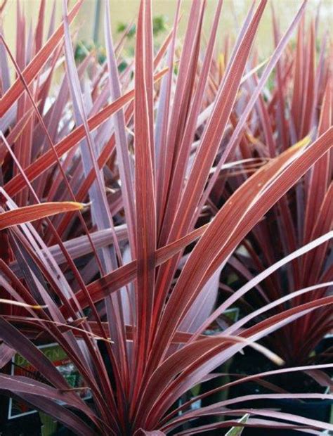 Cordyline Australis Red Sensation Wholesale Nursery Nurseries In