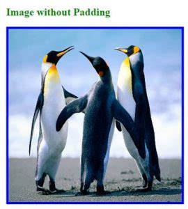 HTML Image Padding How Does Image Padding Work In HTML Or CSS