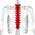 Categoryhuman Thoracic Vertebrae Wikimedia Commons