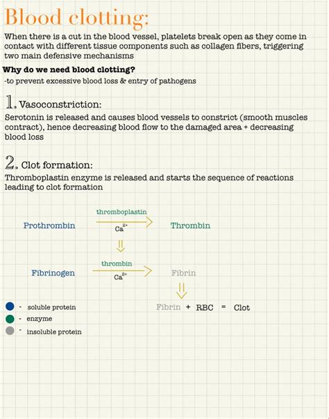 Blood Clotting Notes A Level Biology