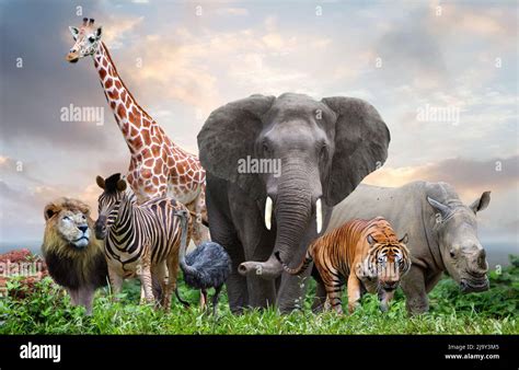 group of wildlife animals in the jungle together Stock Photo - Alamy