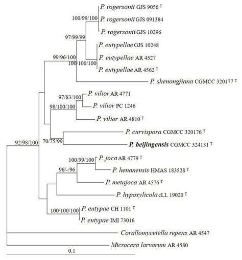 the maximum likelihood tree inferred from combined its lsu rpb2 and
