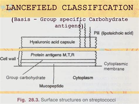 Streptococcus By Mbbspptcom Ppt Download Streptococcus By Mbbspptcom Ppt Download