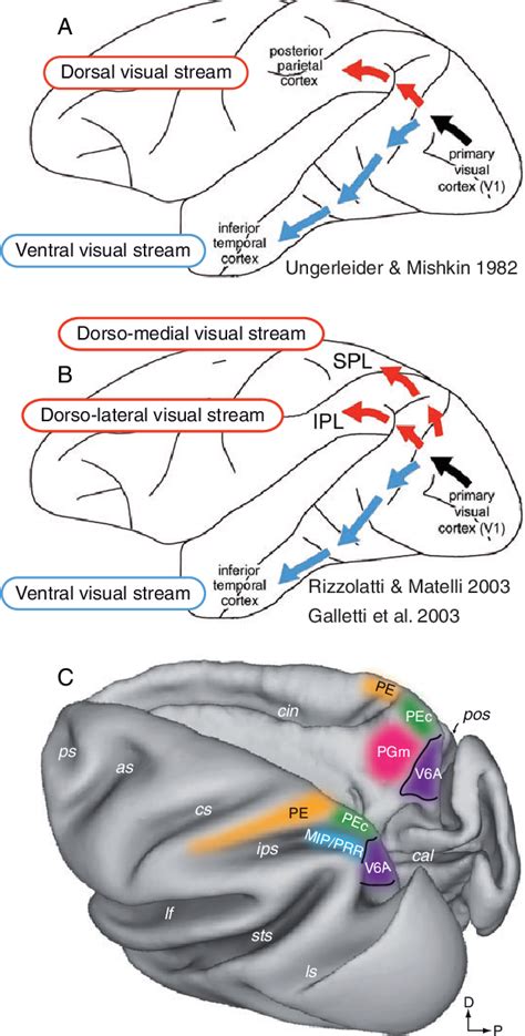 Figure 1 From Vision For Prehension In The Medial Parietal Cortex Semantic Scholar