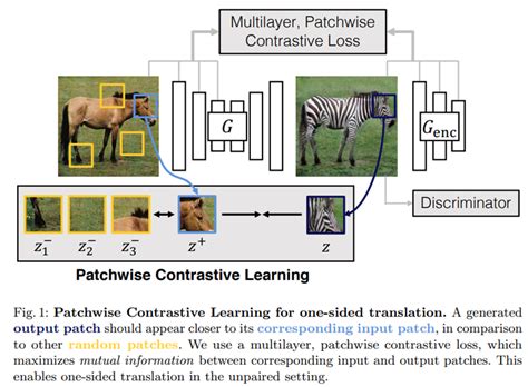 2020eccv Contrastive Learning For Unpaired Image To Image Translation