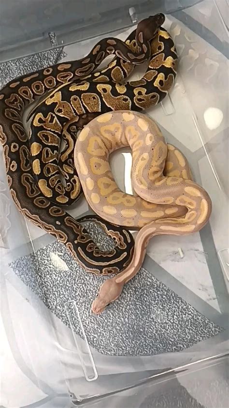 How Often Should I Handle My Ball Python Do They Like It Artofit