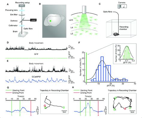 Simultaneous Recordings Of Astrocytic Ca 2 Transients And Body Download Scientific Diagram