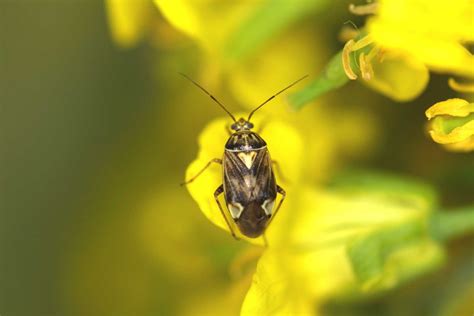Lygus The Reign Continues Canola Council Of Canada