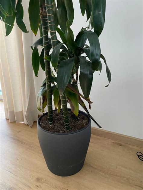 i dont know whats wrong with them suddenly r plantclinic