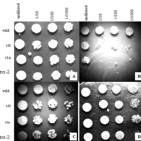Figure No 1 Growth Of Aureobasidium Pullulans Test Culture On Pda Download Scientific