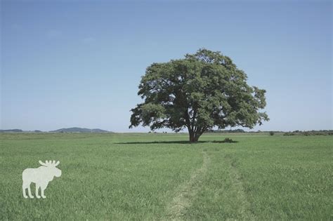 Ash Tree Vs Elm Tree Side By Side Forest Wildlife