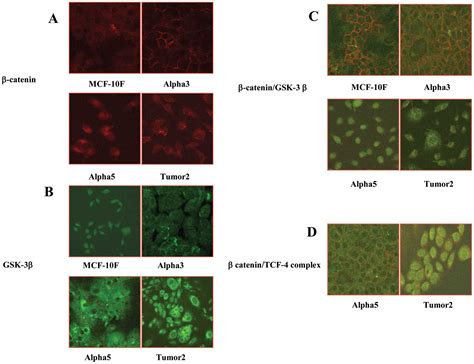 Mutation Of β Catenin In A Radiation And Estrogen Breast Cancer Model