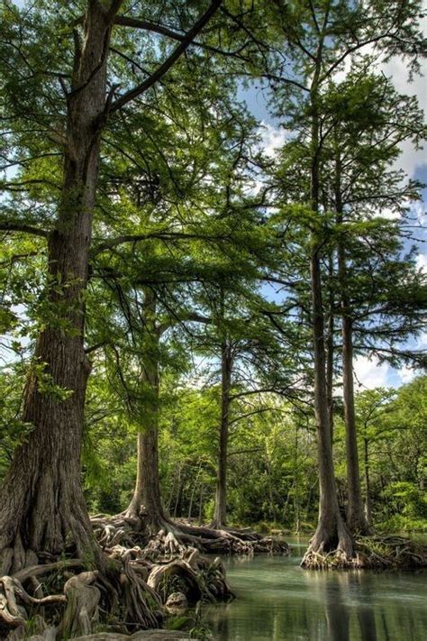 Shinrin Yoku A Deep Dive Into Forest Bathing Artofit