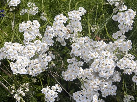 Achillea Identification Health Benefits Uses Invasive Concerns And