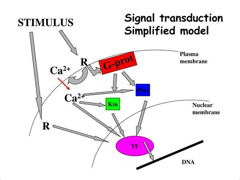 Ppt Signal Transduction Pathways Powerpoint Presentation Free Download Id 4217031