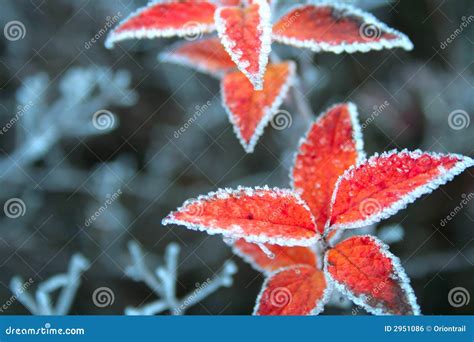 Hojas De La Navidad Foto De Archivo Imagen De Niebla 2951086