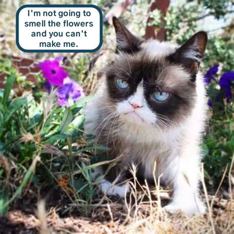 Grumpycat Says No Lolcats Lol Cat Memes Funny Cats Funny Cat Pictures With Words On
