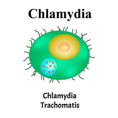 160 Chlamydia Stock Illustrations Royalty Free Vector Graphics And Clip