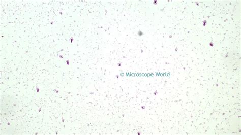 Salmonella Typhi Under A Microscope