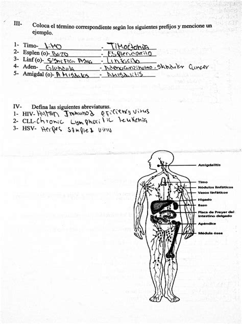 Terminologia Del Sistema Linfatico Mi Sitio