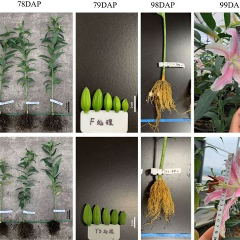 Effects Of Different Fertilization Schemes On The Quality Of ‘sorbonne