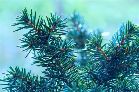 이글 락 가문비 나무 Pixabay의 무료 사진 Pixabay