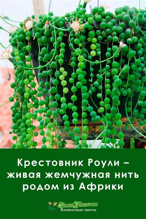 Крестовник роули: фото, уход в домашних условиях | Висячие суккуленты ...