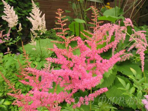 Сад Флоранс - Астильбы - (Astilbe)