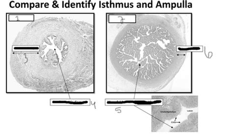 ANSC Lab Quiz Flashcards Quizlet