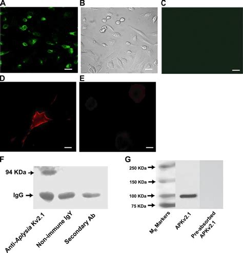 Characterization Of The Aplysia Kv21 Antibody Ac Immunostaining Of Download Scientific