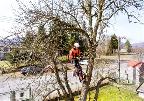 Mother Nature Tree Care Leading Arborist Services