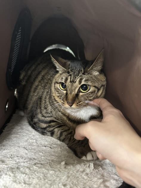 코리안 숏 헤어 마론 고양이 책임분양 아이조아 유기방지입양 파양 강아지보호소 고양이보호소 무료분양센터