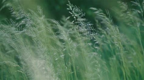 Grass Wind Swaying Free Stock Video Pixabay
