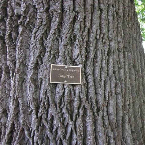 Bark Periderm Phelloderm Phloem