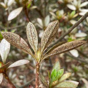 Azalea Diseases And Care Common Problems And How To Fix Them
