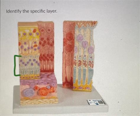 Solved Identify The Specific Layer